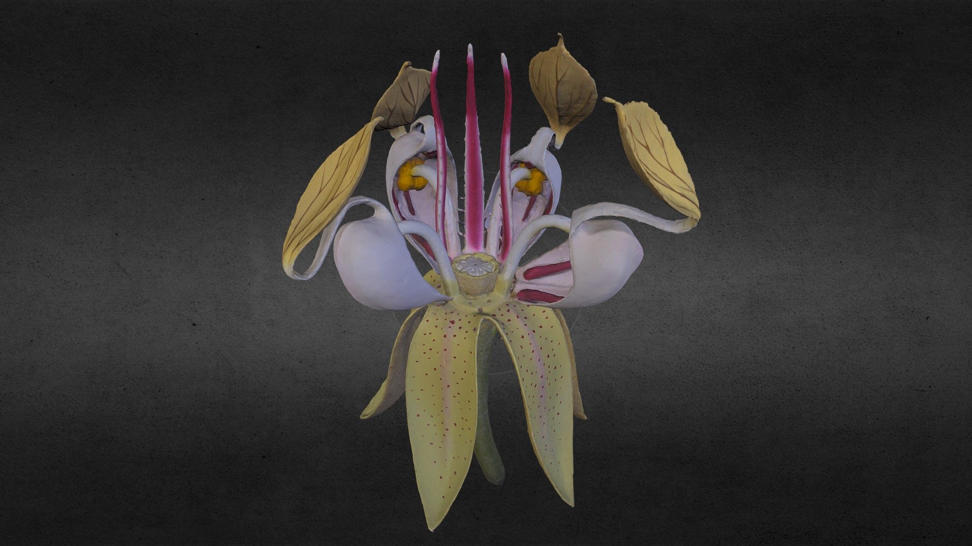 Botanical model WIP - 3D model by UoM Digitisation Centre ...