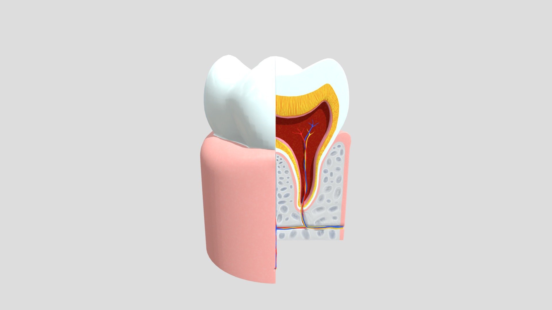 Dentist agungsays - Download Free 3D model by agungsays [b3169fe ...