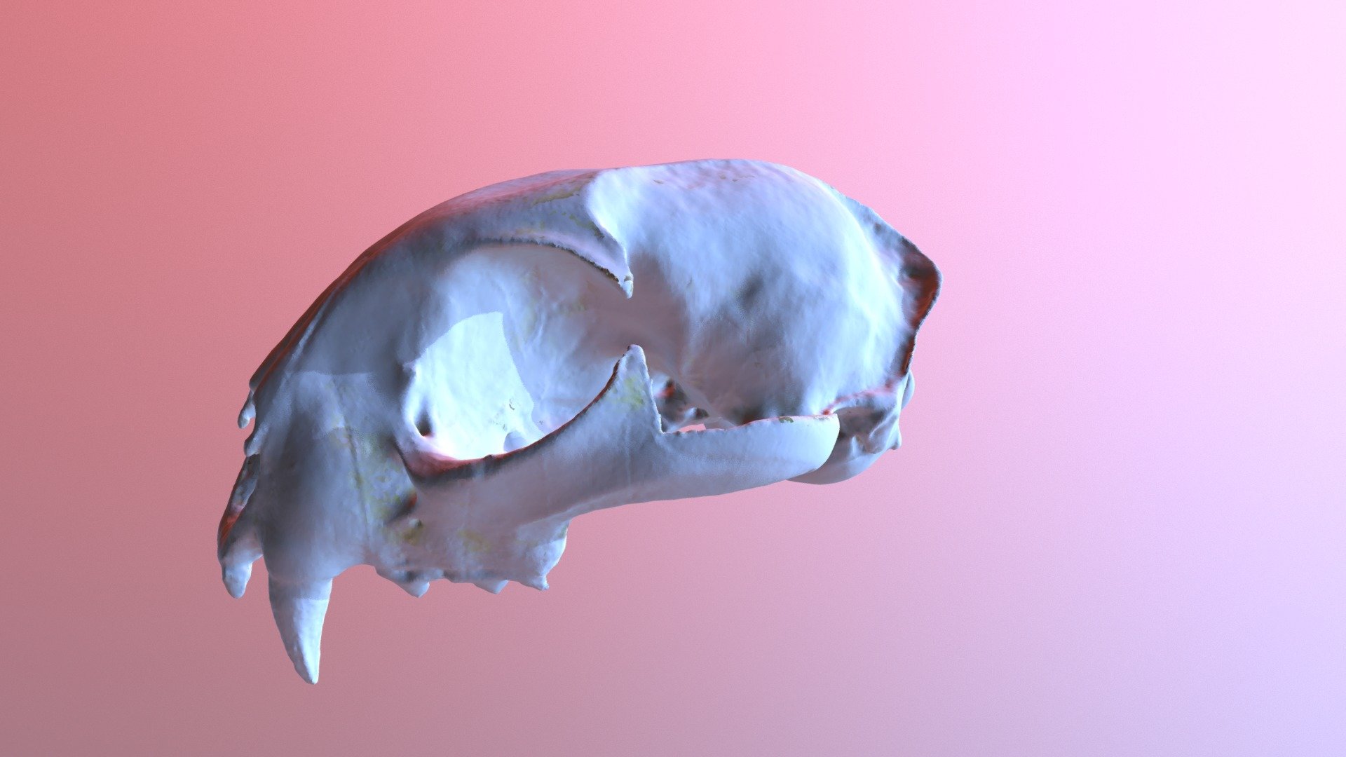 Bobcat Skull (VCU_3D_3002) - Download Free 3D model by Virtual Curation ...