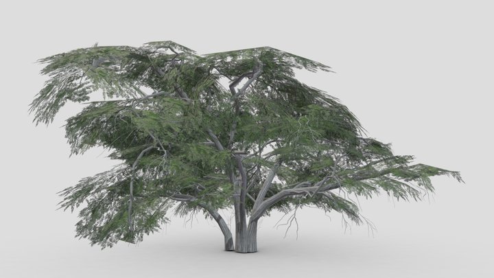 3d-acacia 3D models - Sketchfab