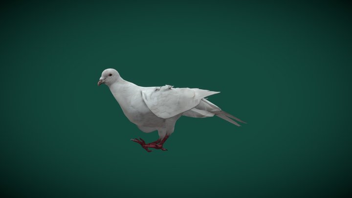 Dove 3D models - Sketchfab