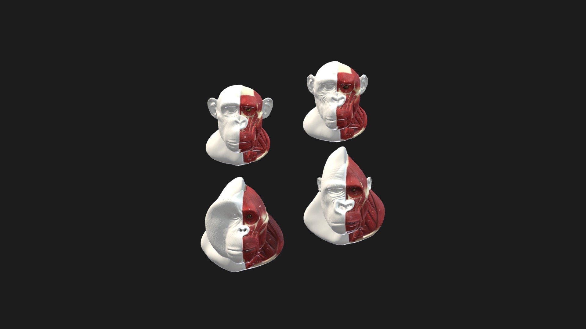 Labeled Great Ape Head & Neck Reconstructions - Download Free 3D model ...