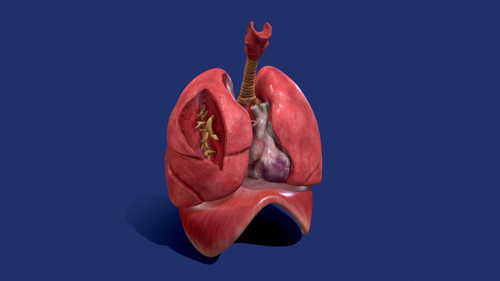 Diaphragm 3D models - Sketchfab