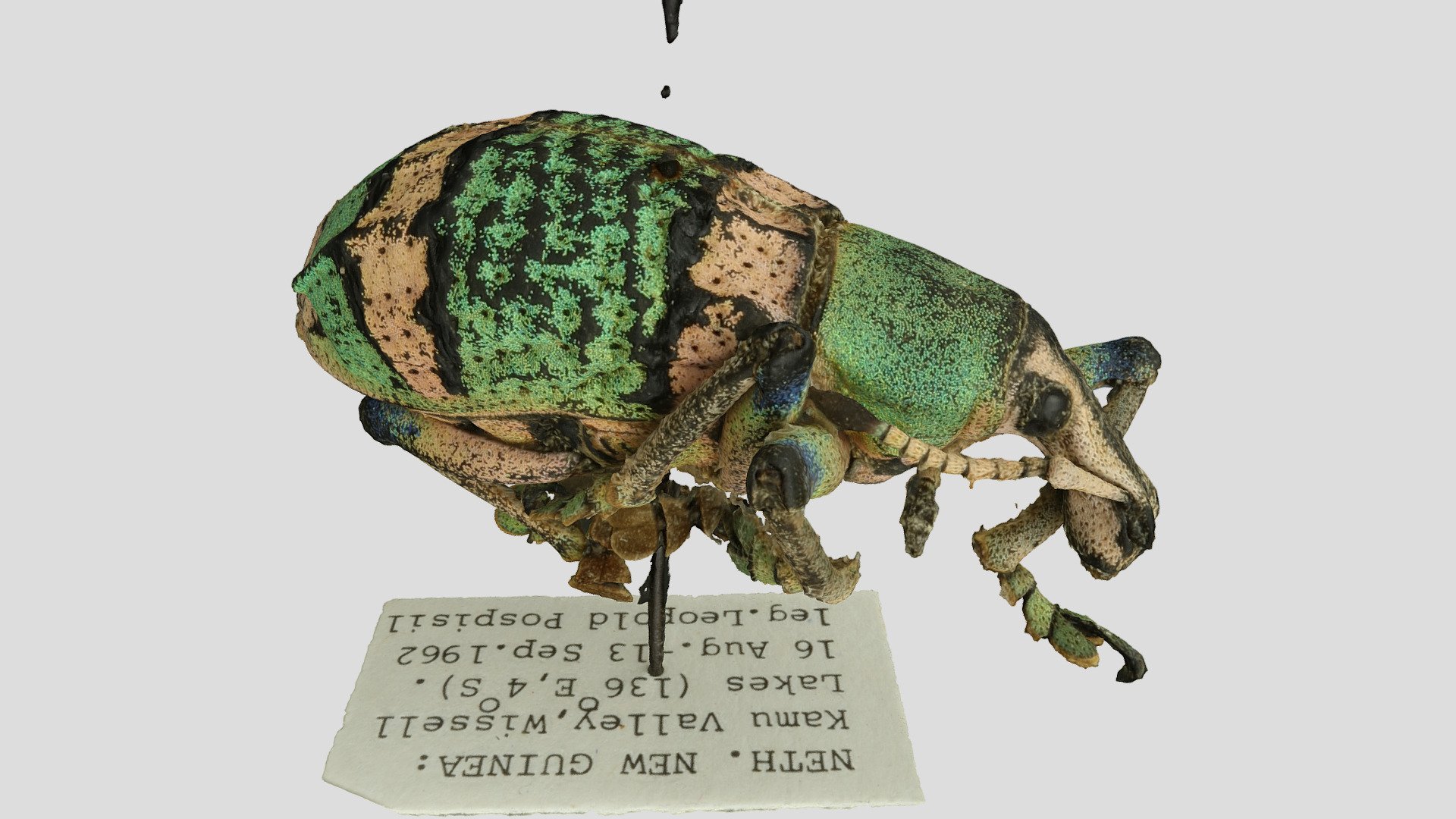 YPM ENT.971766 Coleoptera: Eupholus - Download Free 3D model by Yale Peabody Museum ...