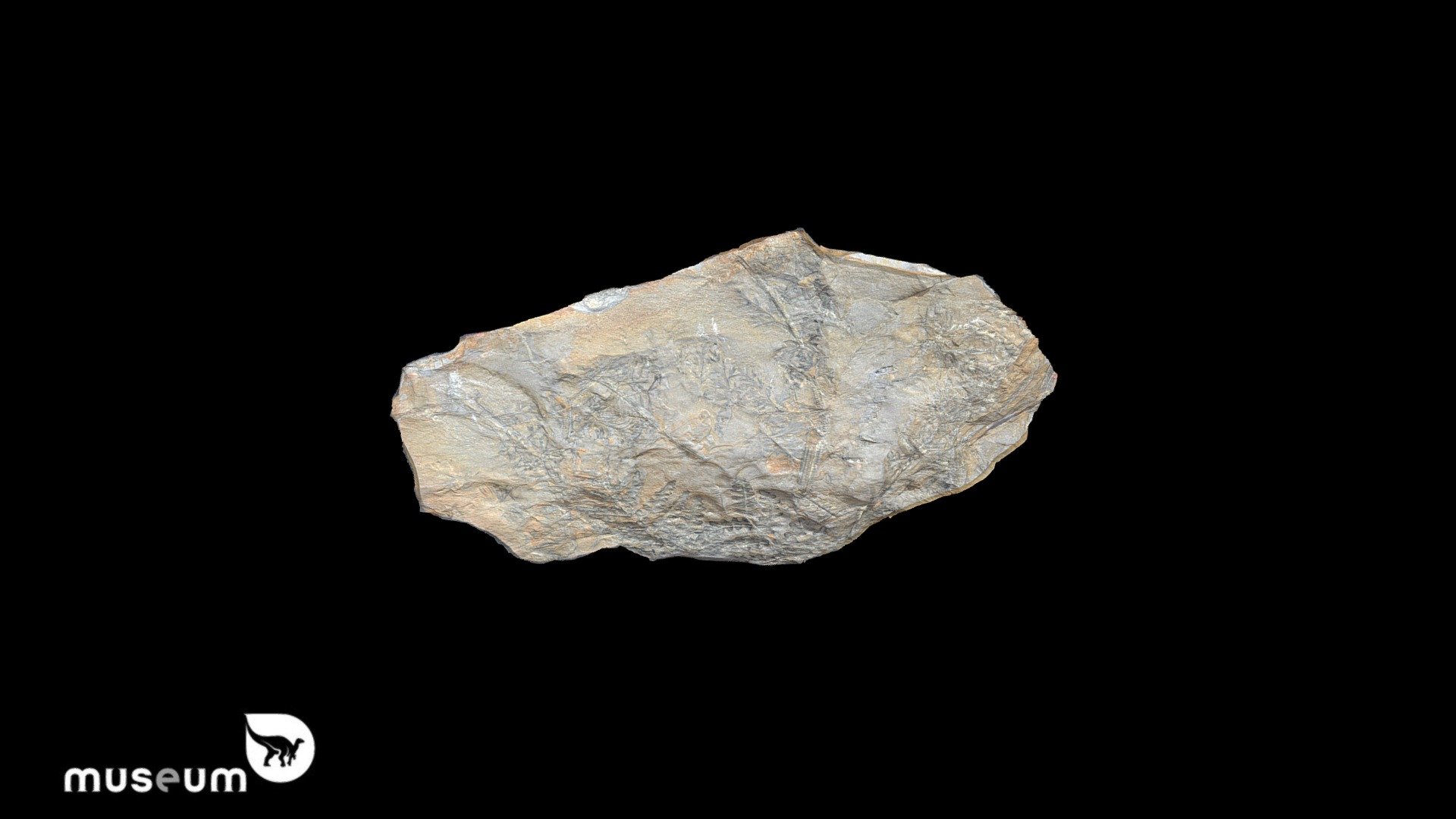 IRSNB b 7891 - Pecopteris aspera - 3D model by Royal Belgian Institute ...