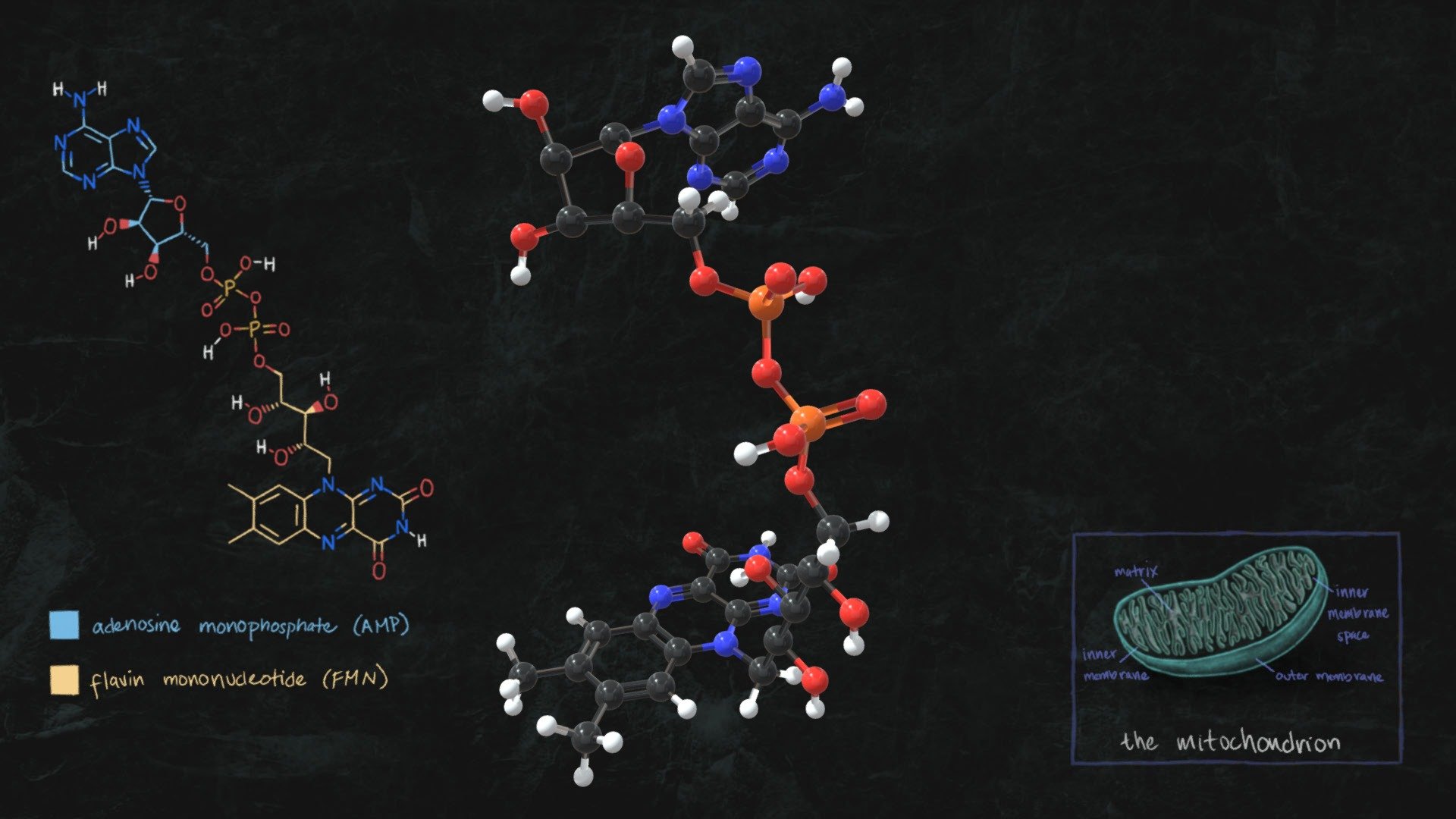 Flavin Adenine Dinucleotide (FAD) - 3D model by University of Dundee ...