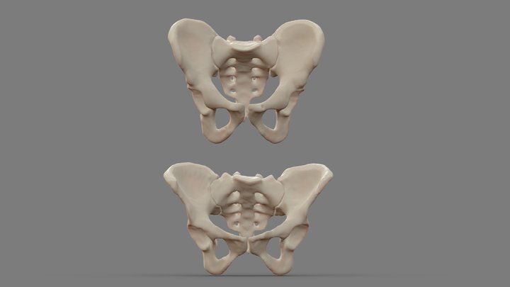 Os-coxae 3D models - Sketchfab