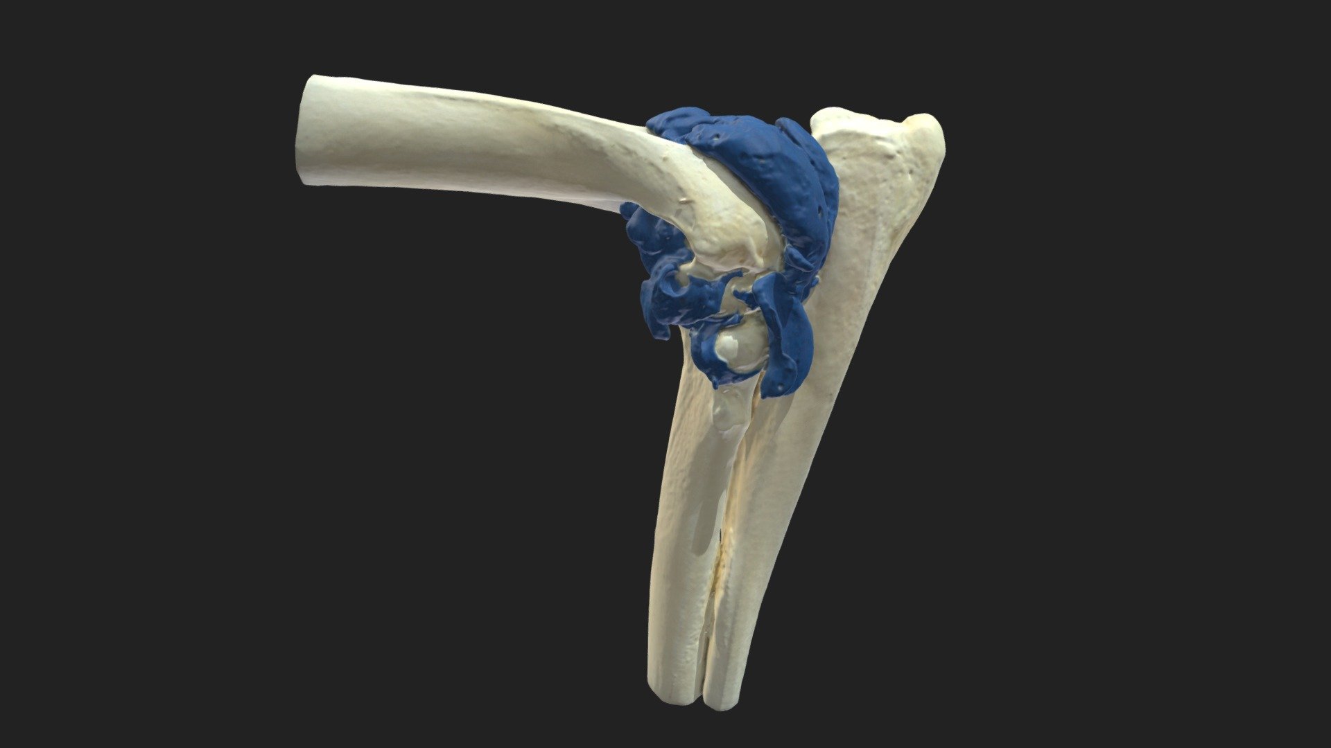 elbow joint (articulatio cubiti) dog - 3D model by vetanatMunich ...