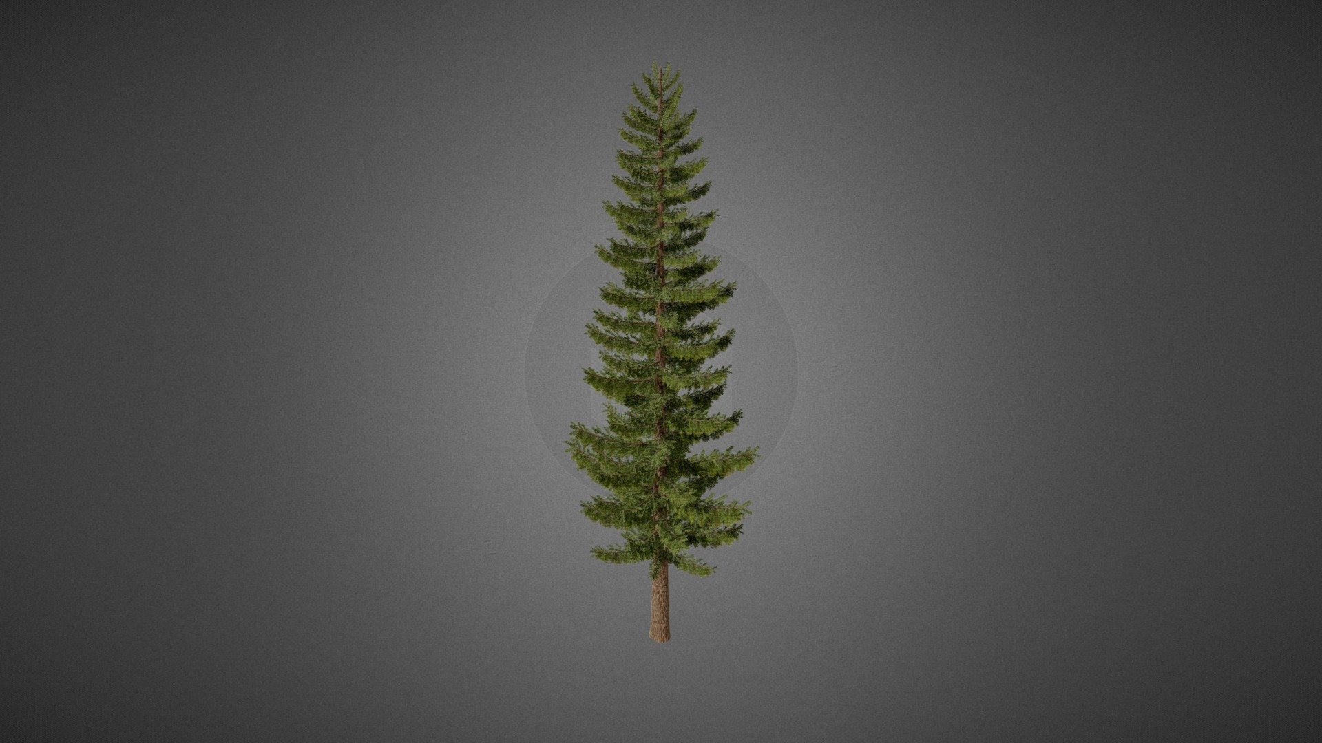 Fir Tree - 3D model by Max Grützmacher (@maggcks) [b33dfbb] - Sketchfab