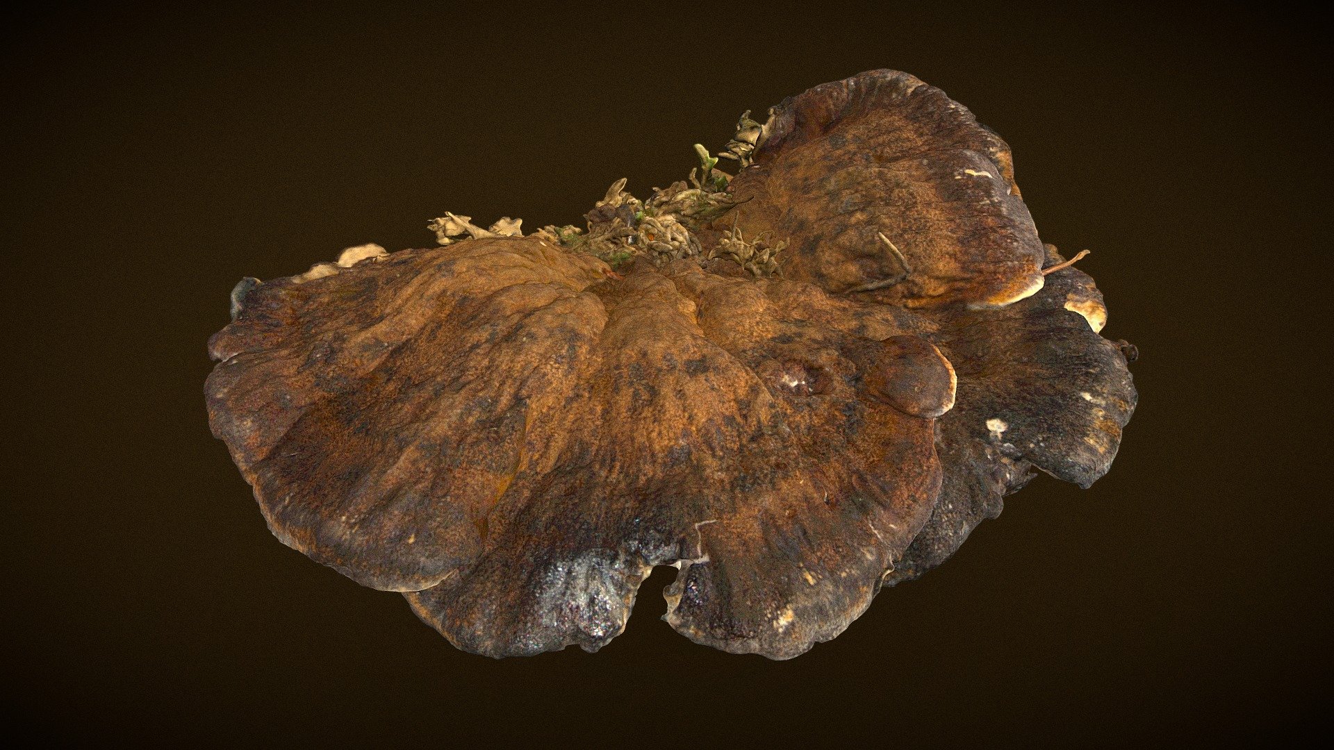 Ischnoderma benzoinum - Real 3D fungi - Download Free 3D model by ...