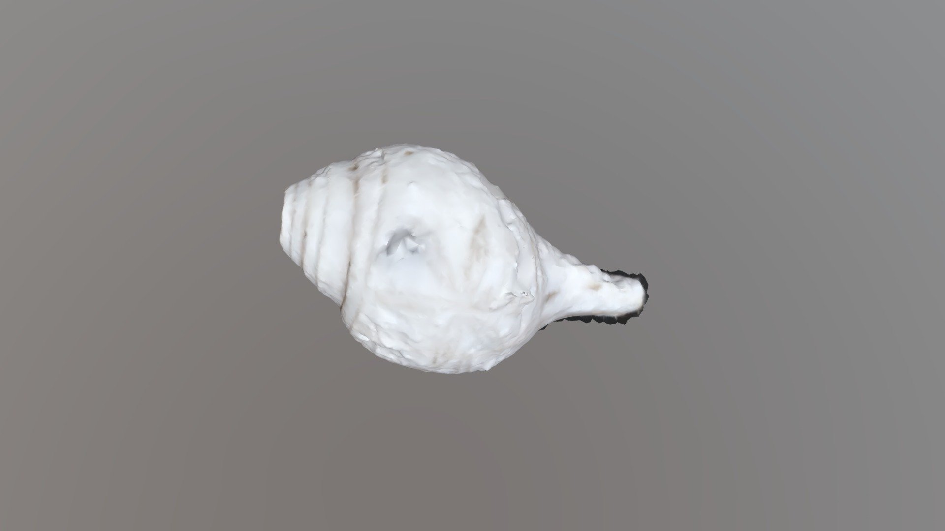 Conch shell Ndas - 3D model by Nayanika Das (@NDakaS) [b3462a9] - Sketchfab