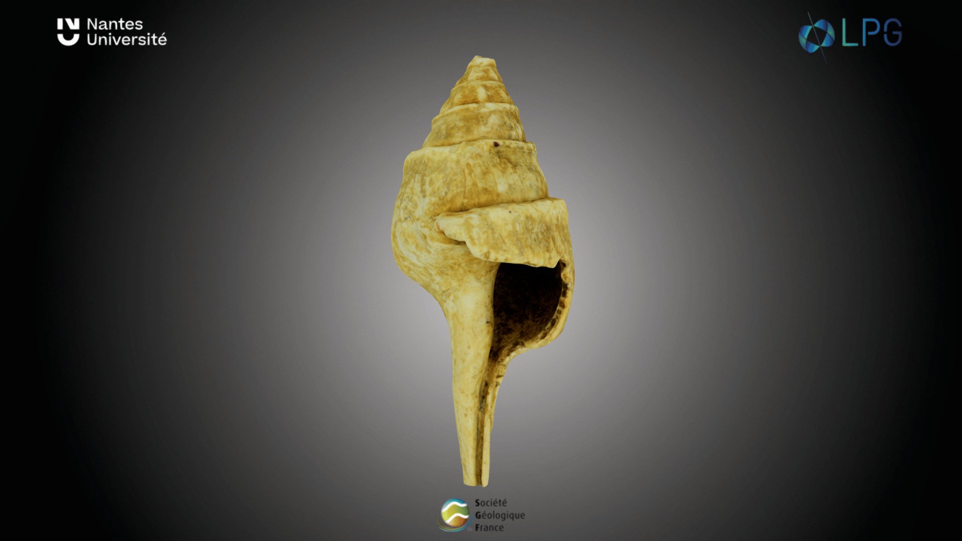 Gasteropode - Fusus sp. - Download Free 3D model by Société Géologique ...