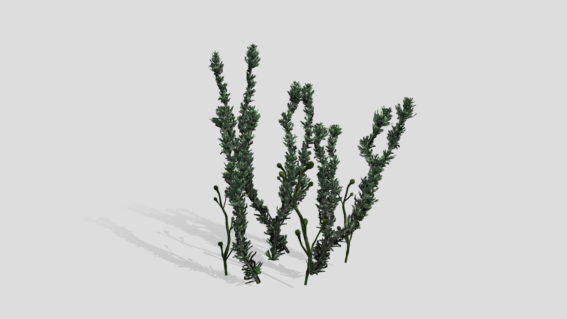 Pond Weed - Download Free 3D model by Valery.Li [b34ed52] - Sketchfab