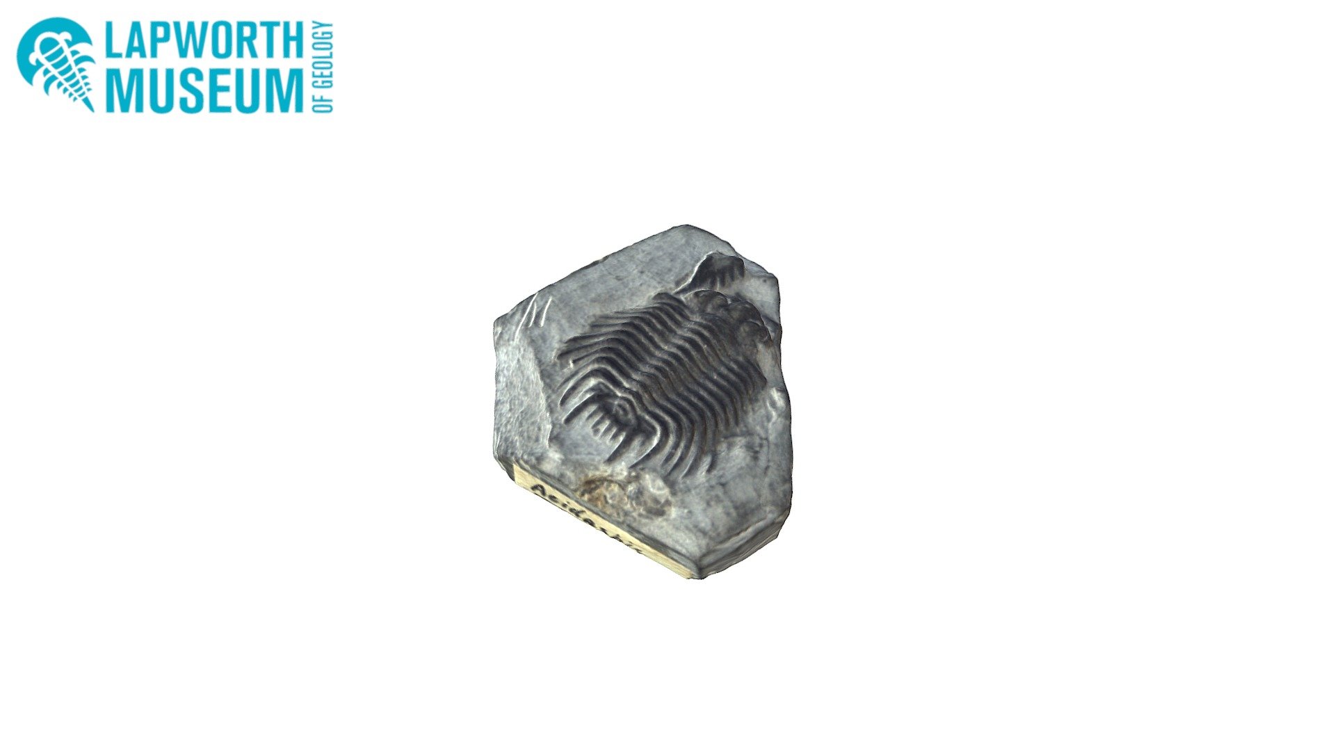 BIRUG 6001 Acidaspis coronatus - Trilobite - Download Free 3D model by ...