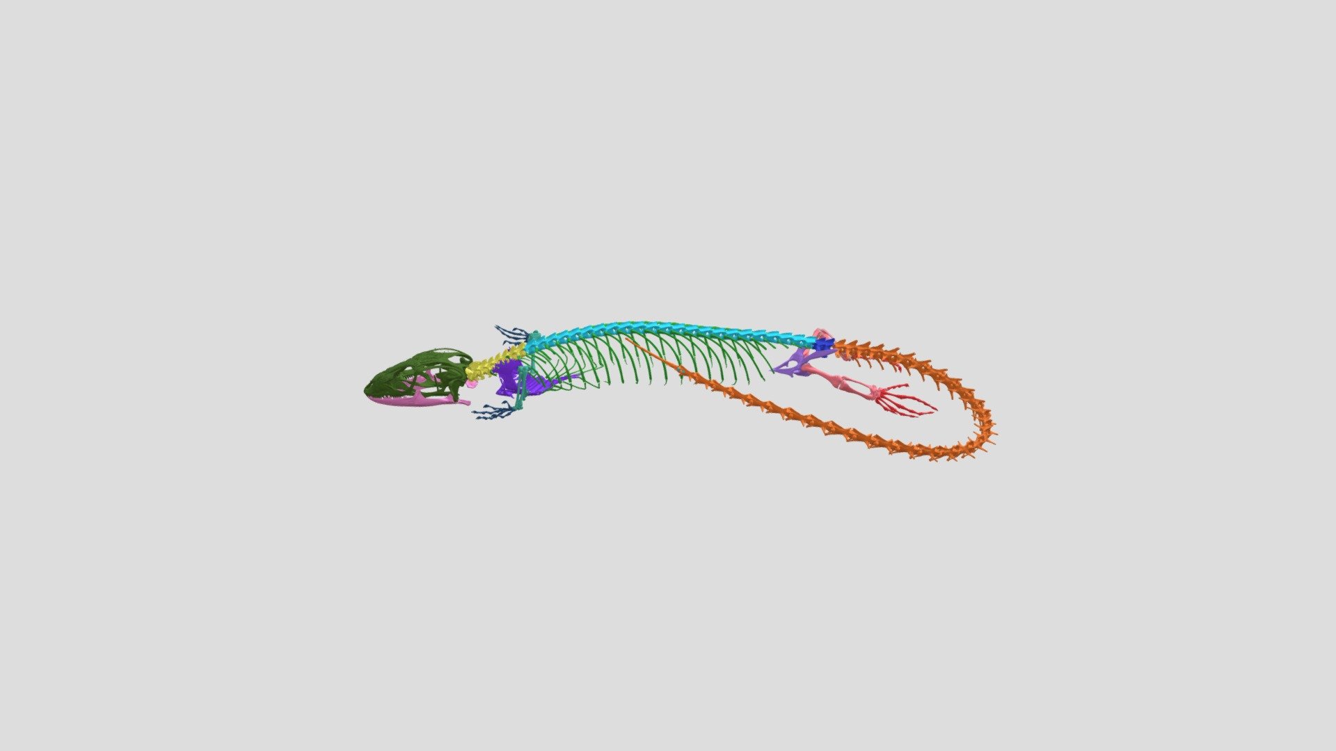Lizard Anatomy: Lesson 1 Body Regions - 3D model by KristaLerista ...