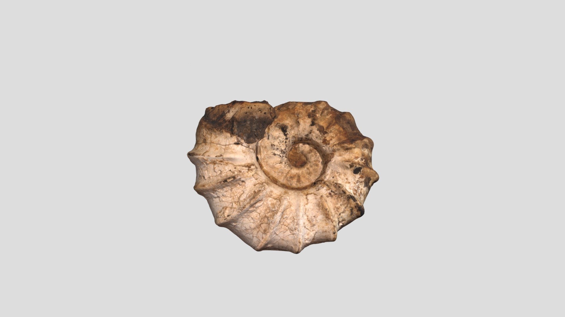 ammonite - Download Free 3D model by University of Wyoming Libraries ...