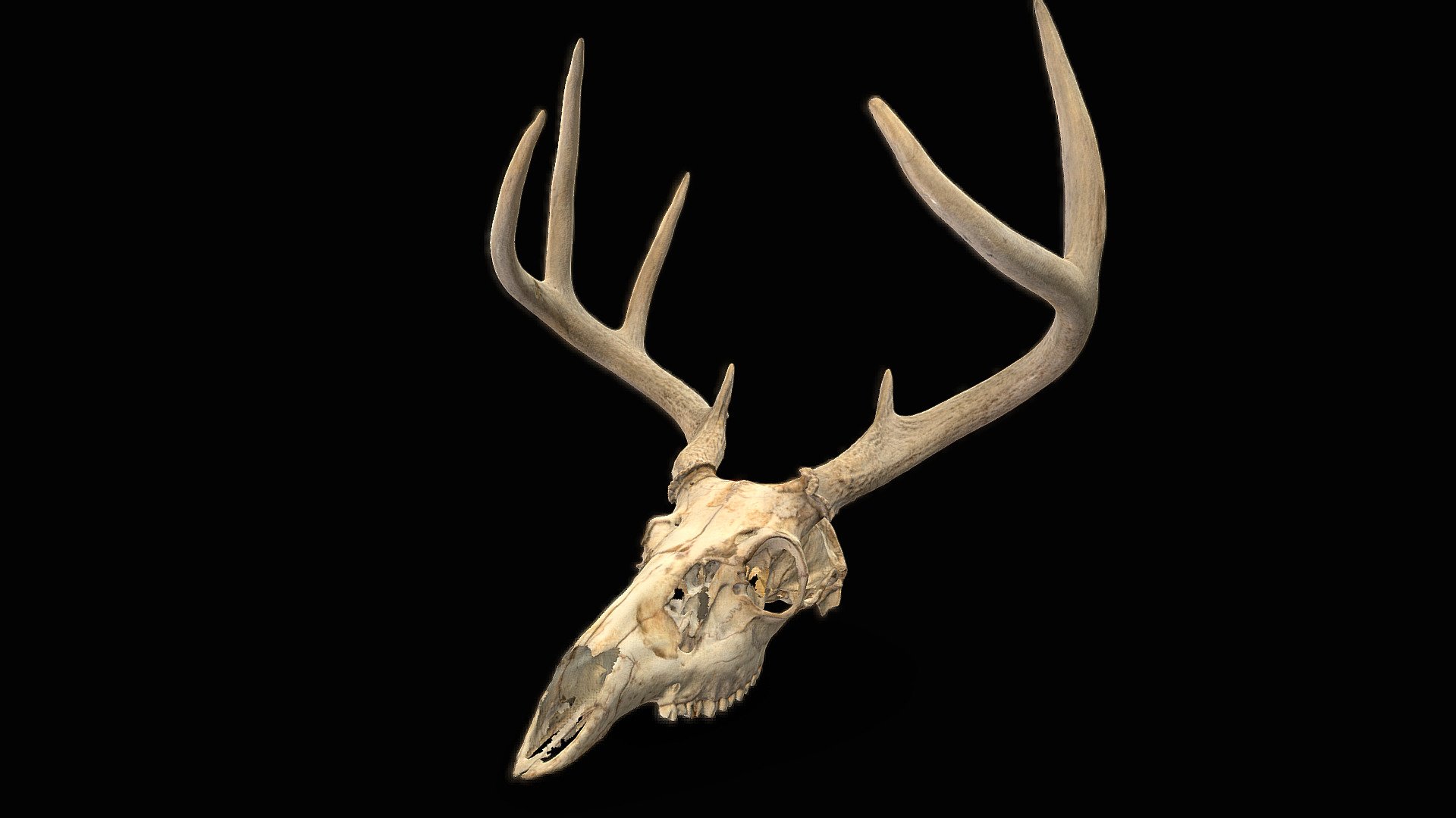 Deer Skull 3D Scan - Download Free 3D model by Laser Design ...