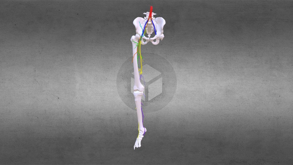 Lower Extremity Arterial Runoff - Download Free 3D model by jonbra ...