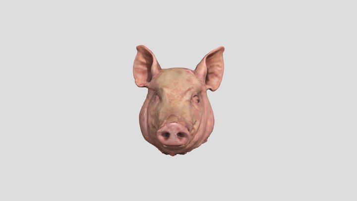 Pig 3D models - Sketchfab