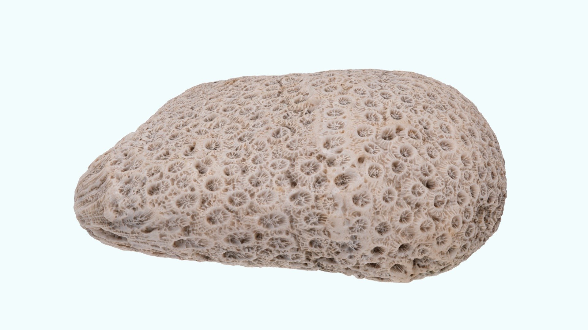 Corail - Download Free 3D model by Ecole Nationale Supérieure de ...