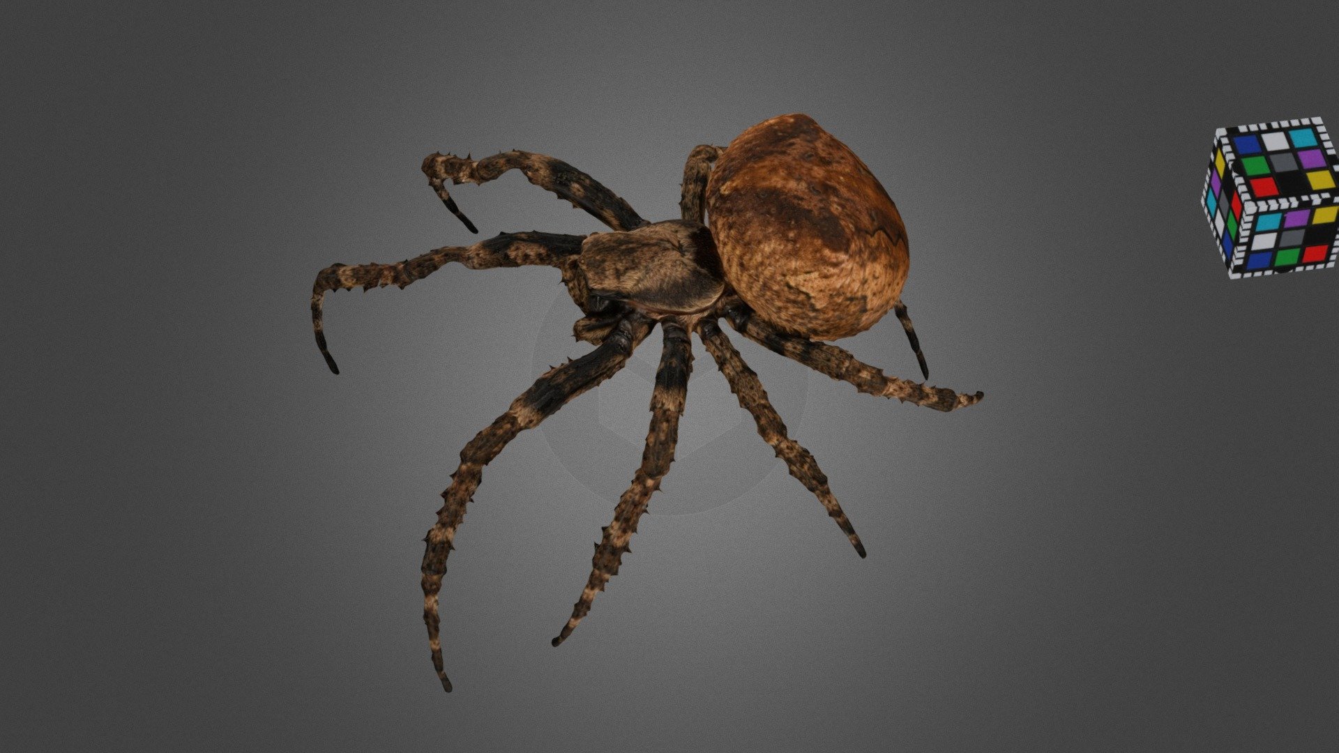 オニグモ 🕷️ Devil Spider, Araneus ventricosus - 3D model by ffish.asia / floraZia.com (@ffishAsia ...
