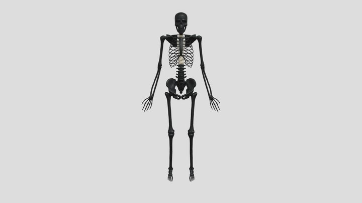 Skelet 3D models - Sketchfab