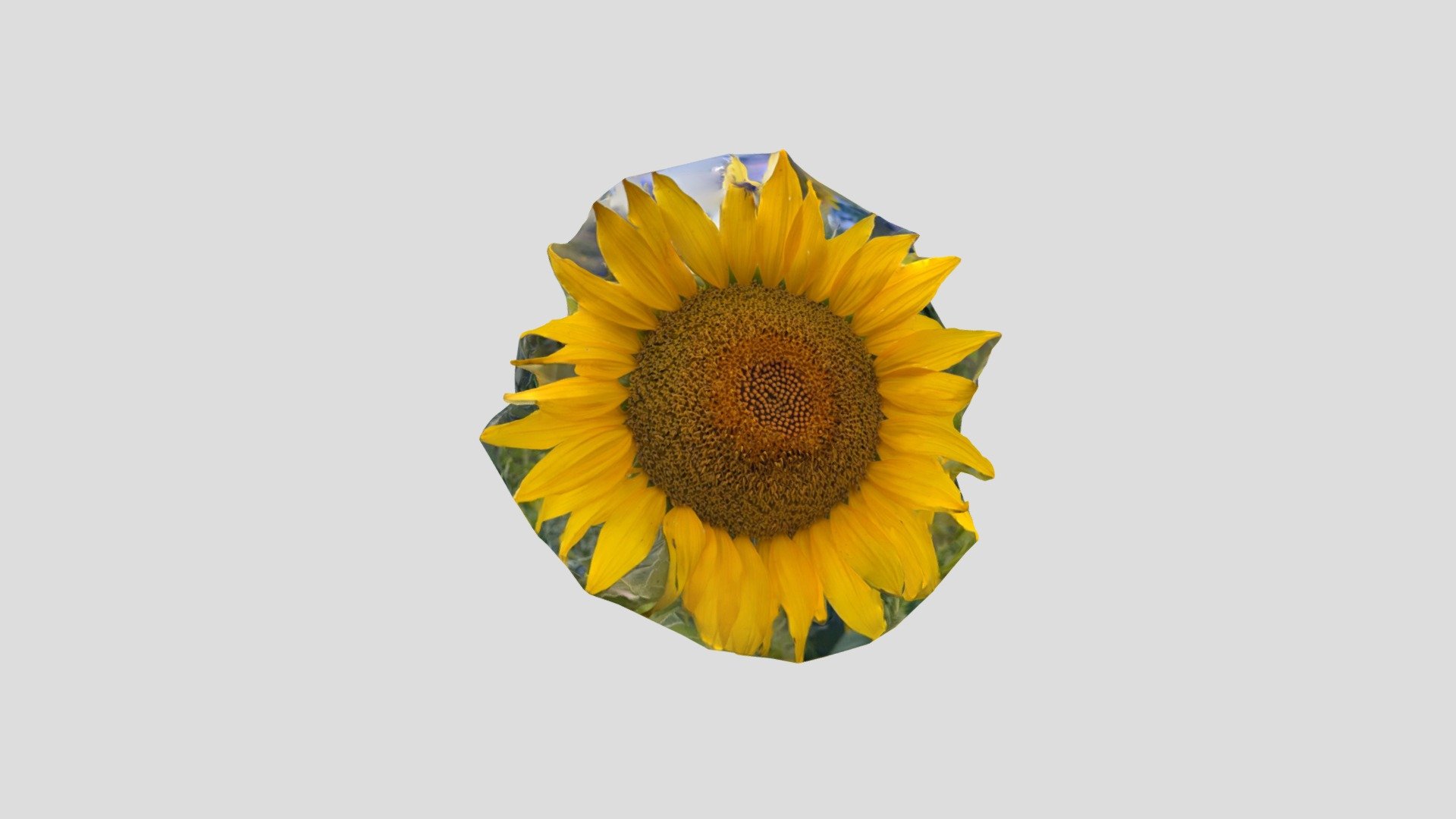 Sunflower - Download Free 3D model by justin ulbrich (@thejustinulbrich ...