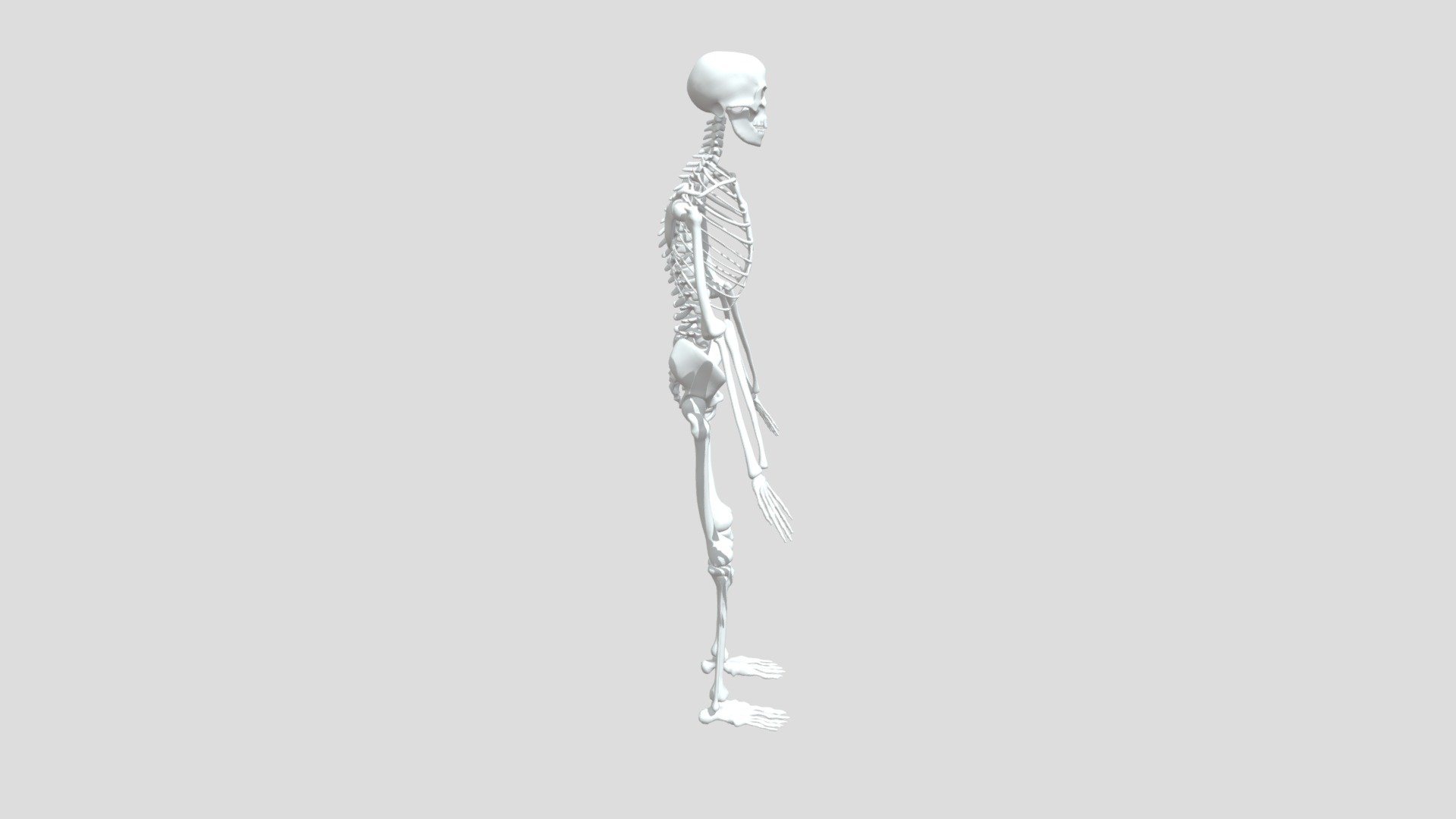 Human_Body_Skeleton - 3D model by Gezarija [b37ff2f] - Sketchfab