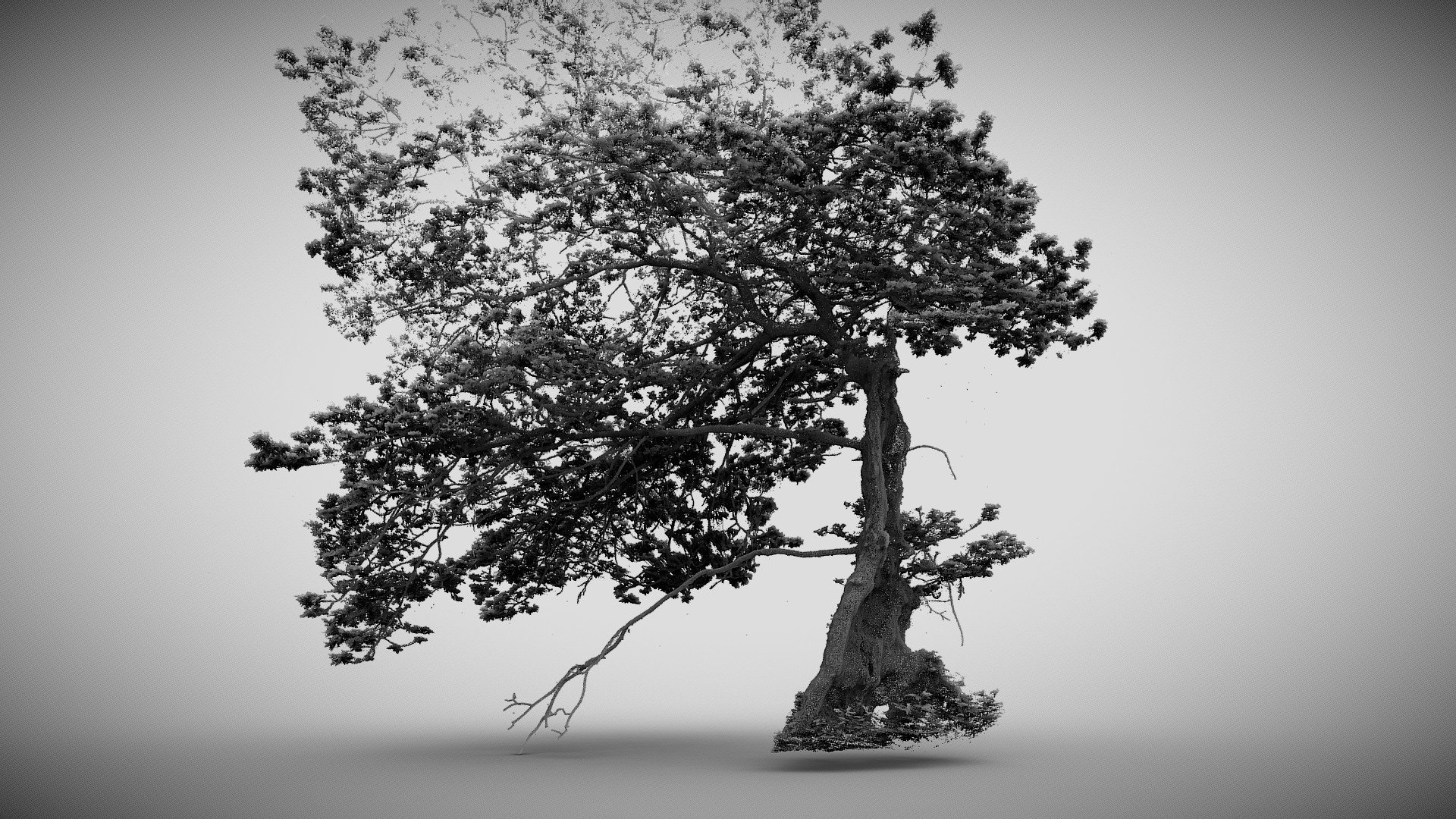 Hero Oak, Hampstead Heath - 3D model by SCATTER (@SCATTER.project ...