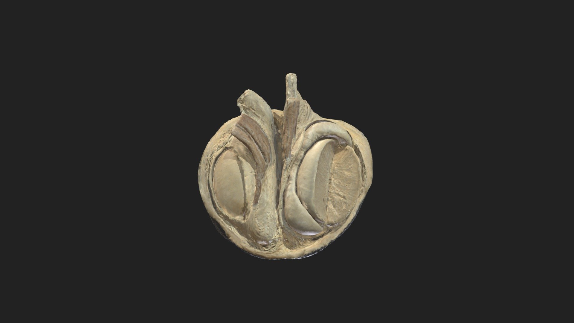 testicles of pig - 3D model by vetanatMunich [b38363a] - Sketchfab