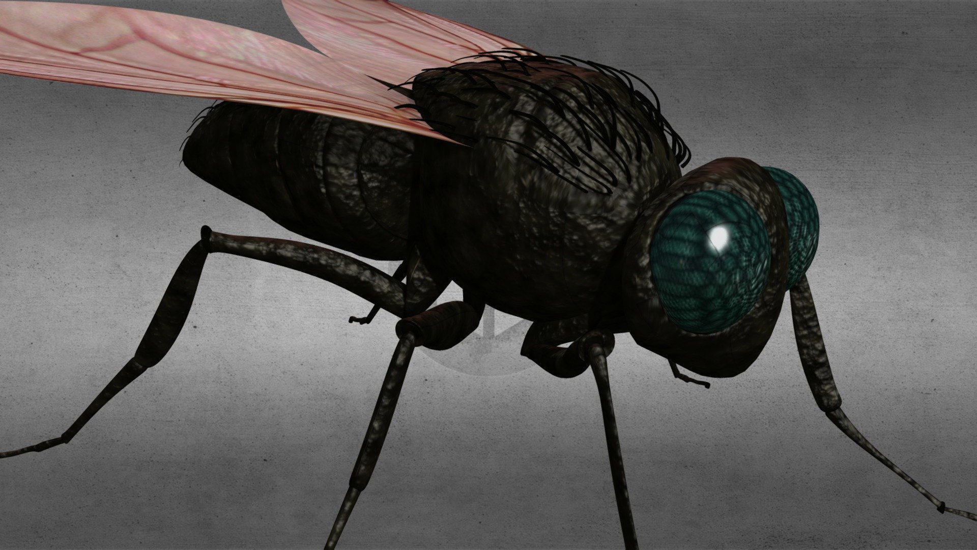 FLY - 3D model by hsp3d [b383d46] - Sketchfab