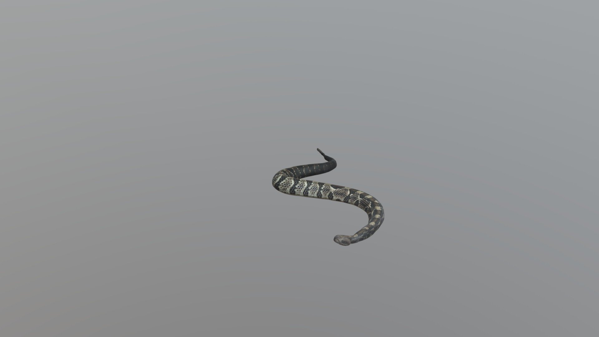 Snake Animate - Download Free 3D model by yaman.serhan [b386cde ...