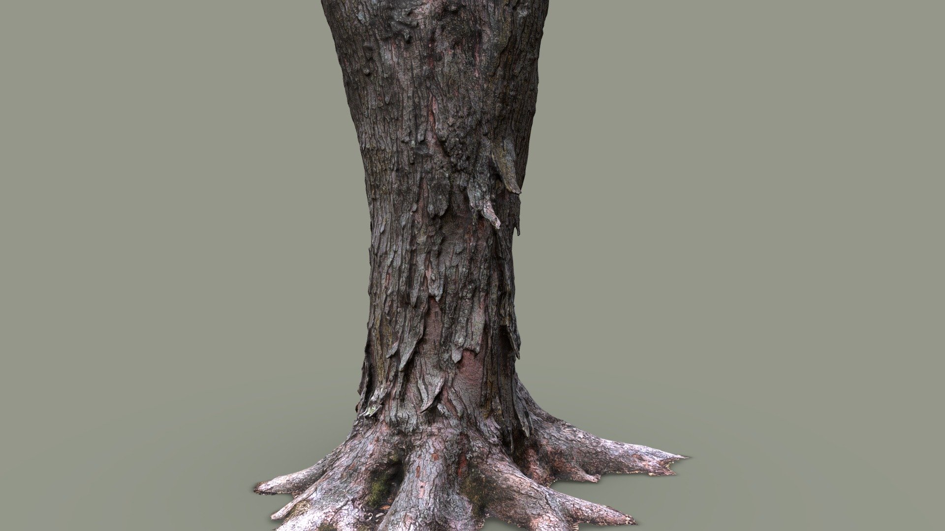 Tree Photoscan - Buy Royalty Free 3D model by Aarondraws8 [b38ff5b ...