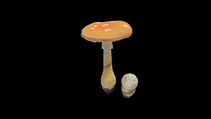 Fungi 3D models - Sketchfab