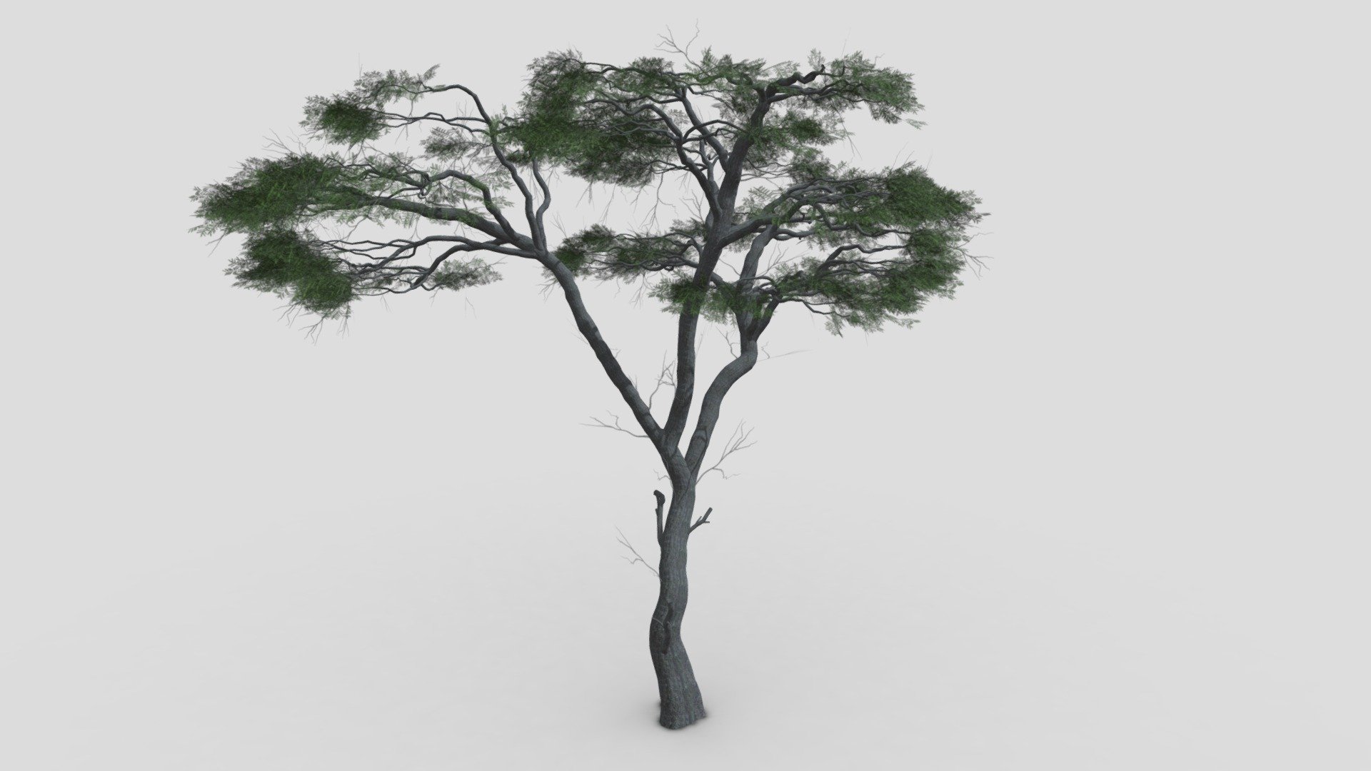 African Acacia Tree-S1 - Buy Royalty Free 3D model by ASMA3D [b39a93d ...