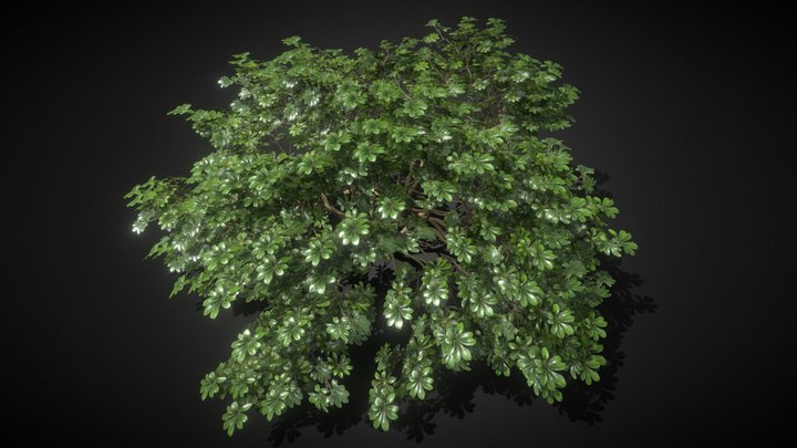 Realistic-tree 3D models - Sketchfab
