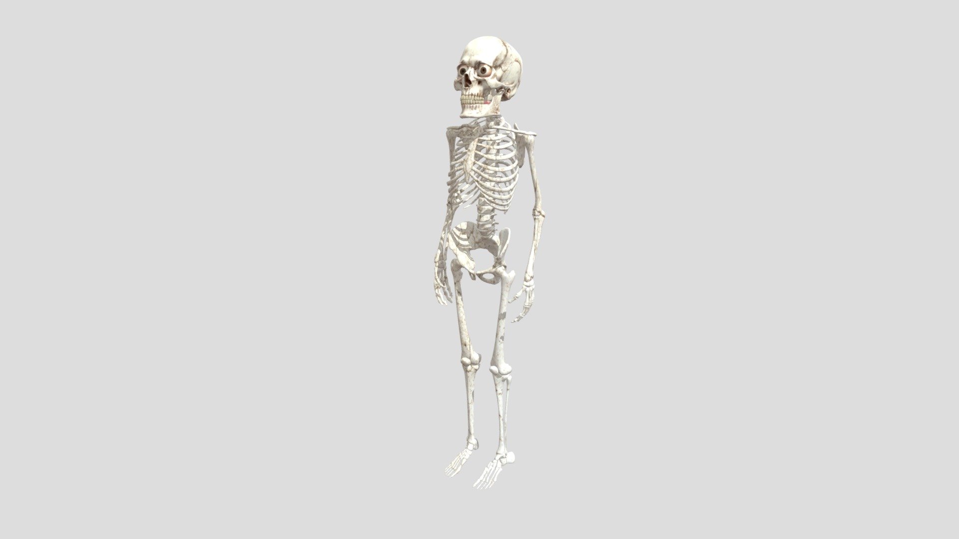 Skeleton With Eyes and Tongue - Download Free 3D model by Raspdew ...