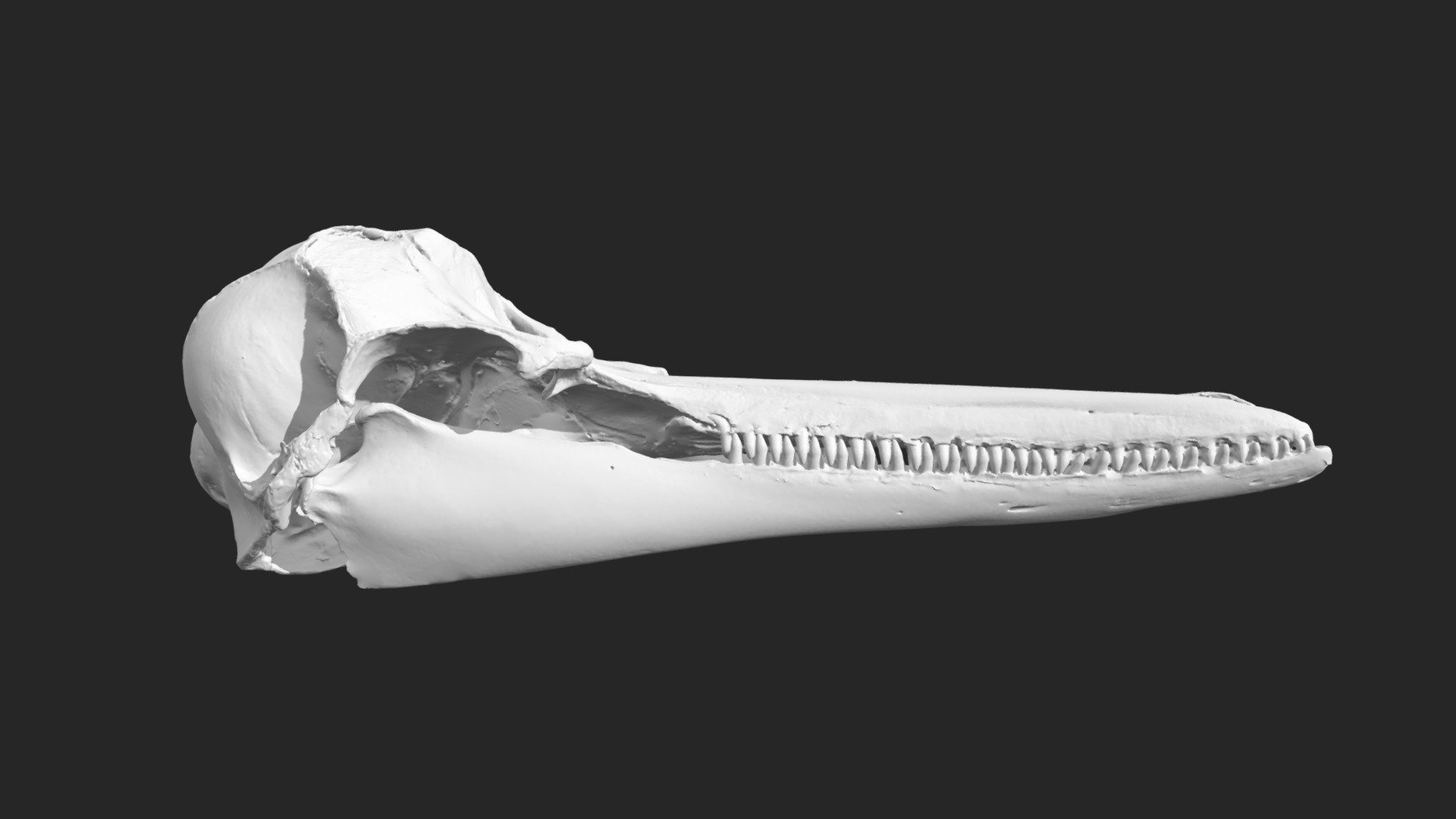 Dauphin sténo M.703 (fermé sans texture) - Download Free 3D model by Alienor.org, Conseil des ...