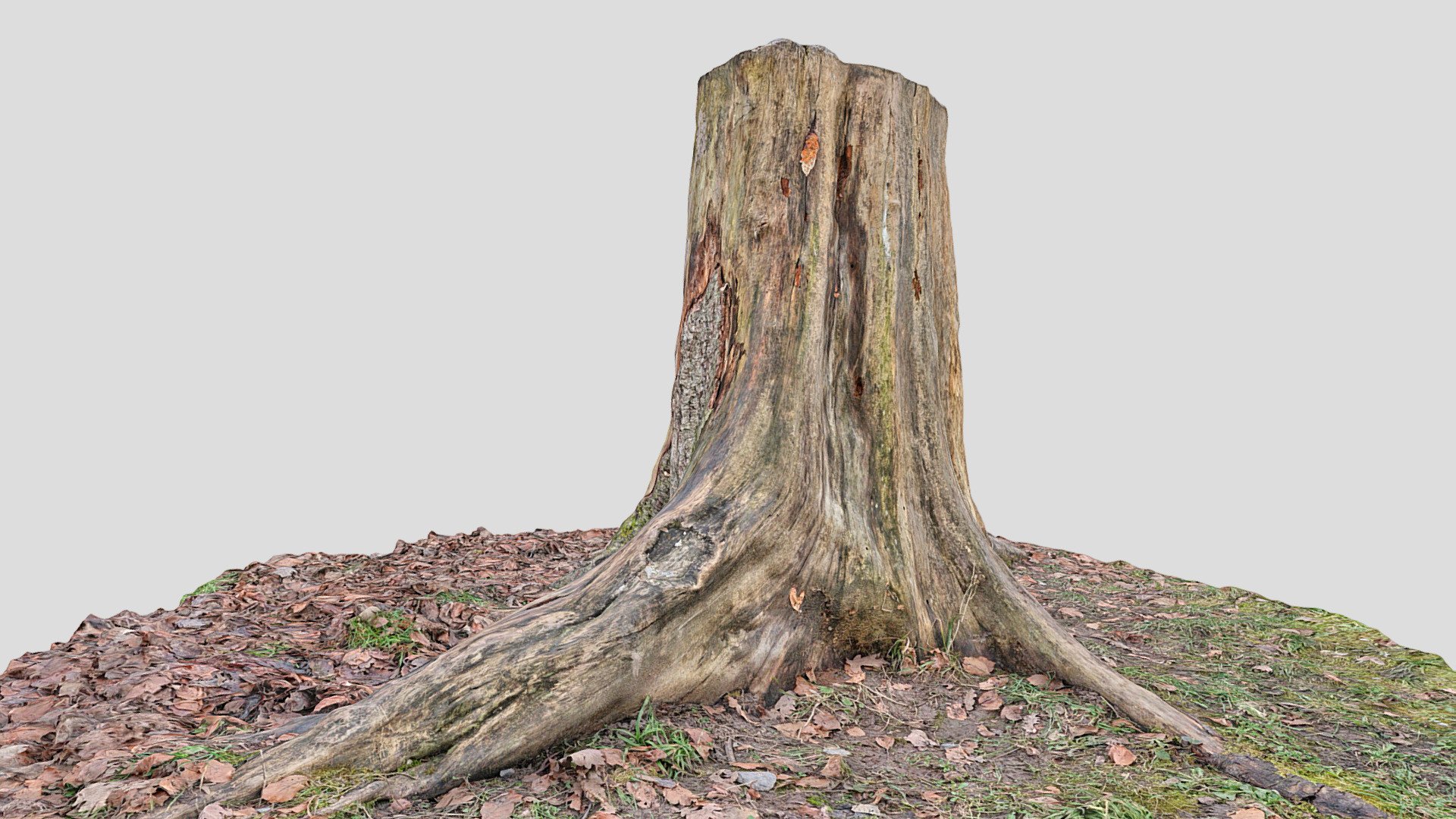 Tree stump scan 8K 019 - Buy Royalty Free 3D model by immerge [b3a5467 ...