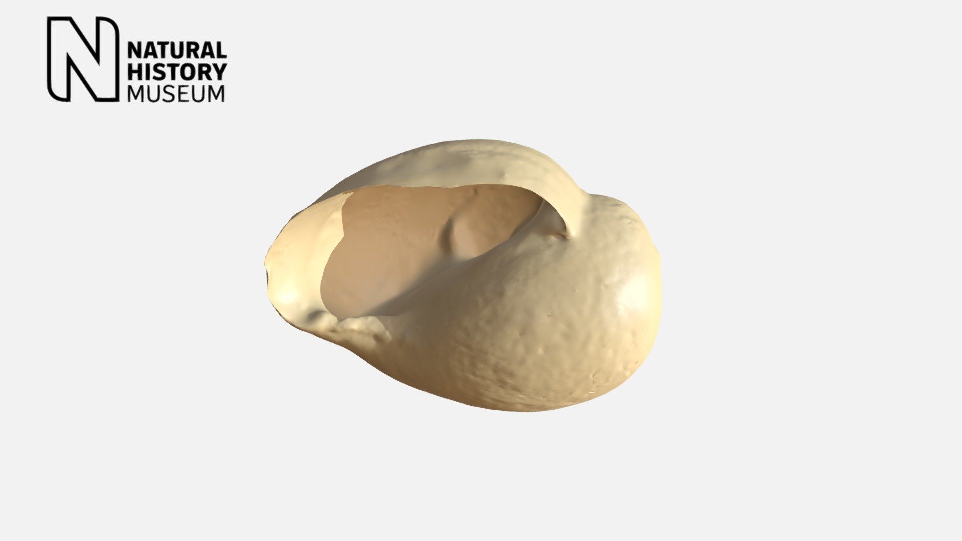 Bulinus globosus - Download Free 3D model by NHM_Imaging [b3a7a60 ...