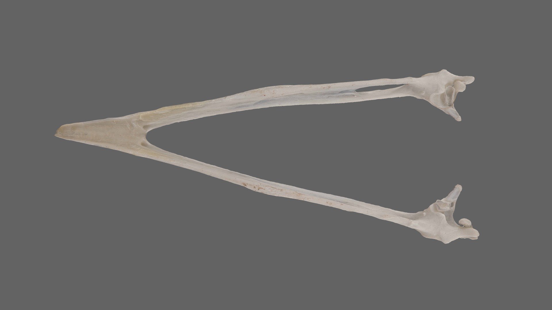Turdus merula B - 3D model by VirNat [b3ace21] - Sketchfab