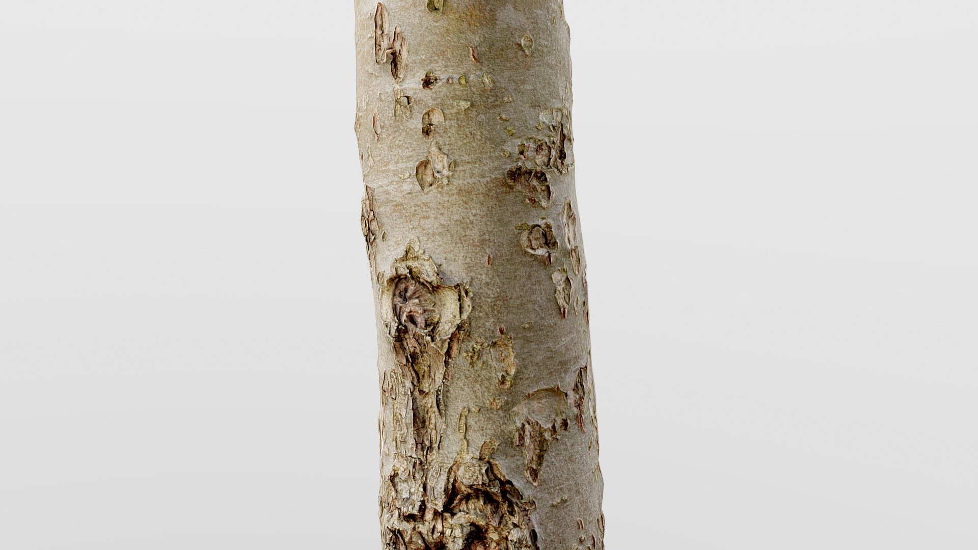 Thin Apple Tree Trunk - Buy Royalty Free 3D model by Drakery [b3af792 ...