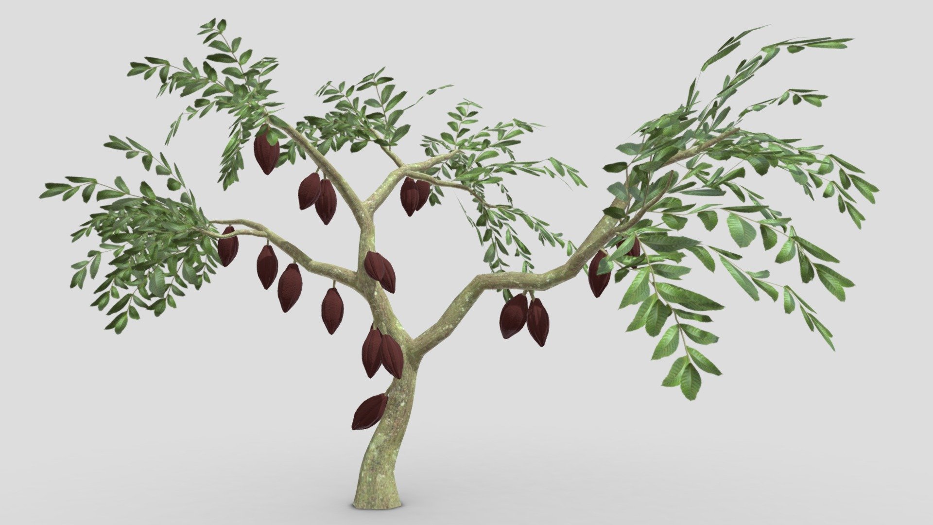 Cacao Tree( Brown Fruit)- 07 - Buy Royalty Free 3D model by ASMA3D ...