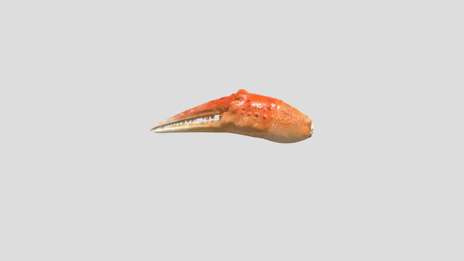 Animated Crab_ Claw - 3D model by Antonina Belkova (@e_com360) [b3c2c28 ...