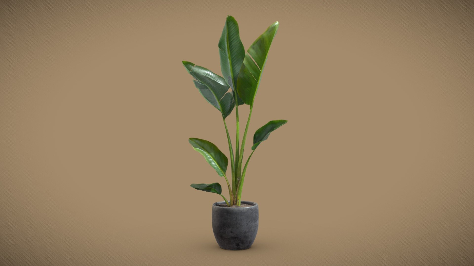 Potted Strelitzia Nicolai - Buy Royalty Free 3D model by AllQuad ...