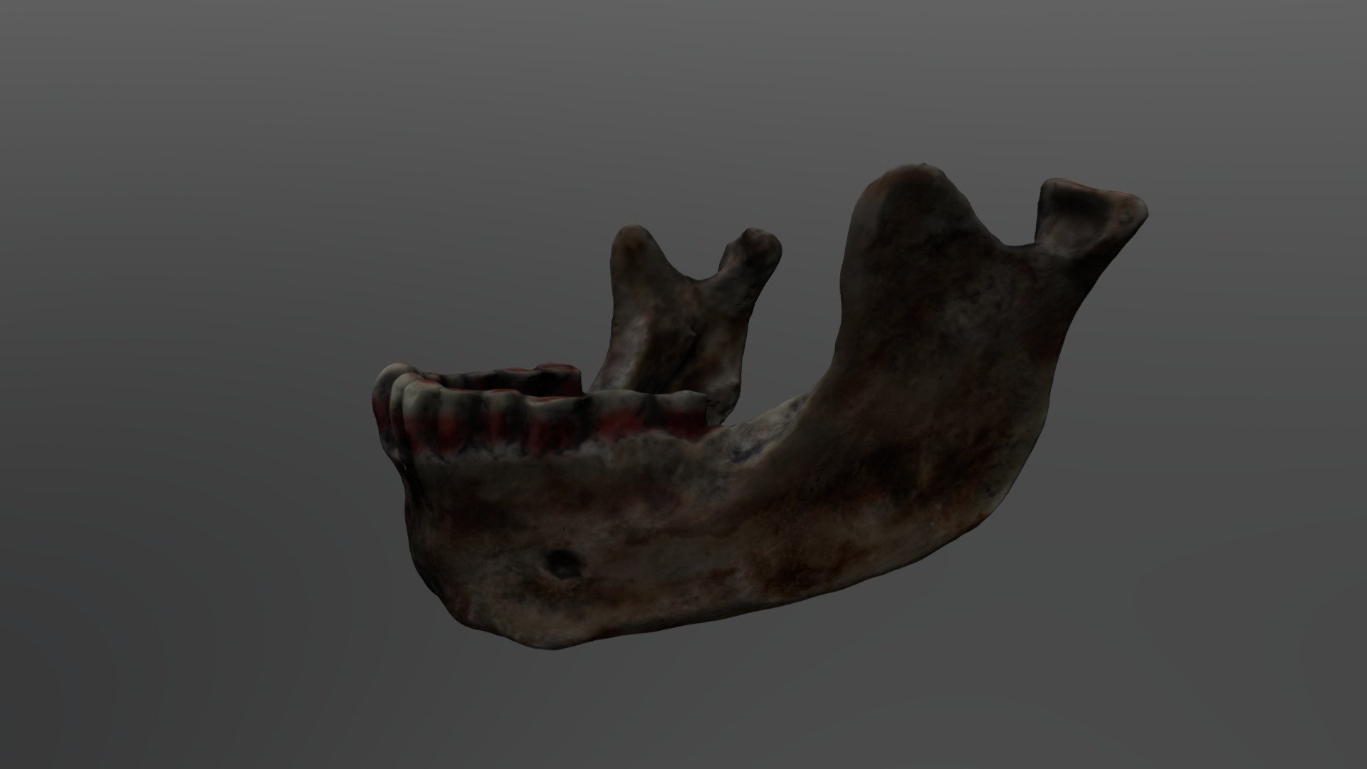 Homo neanderthalensis Mandible (Shanidar 1) - 3D model by ...