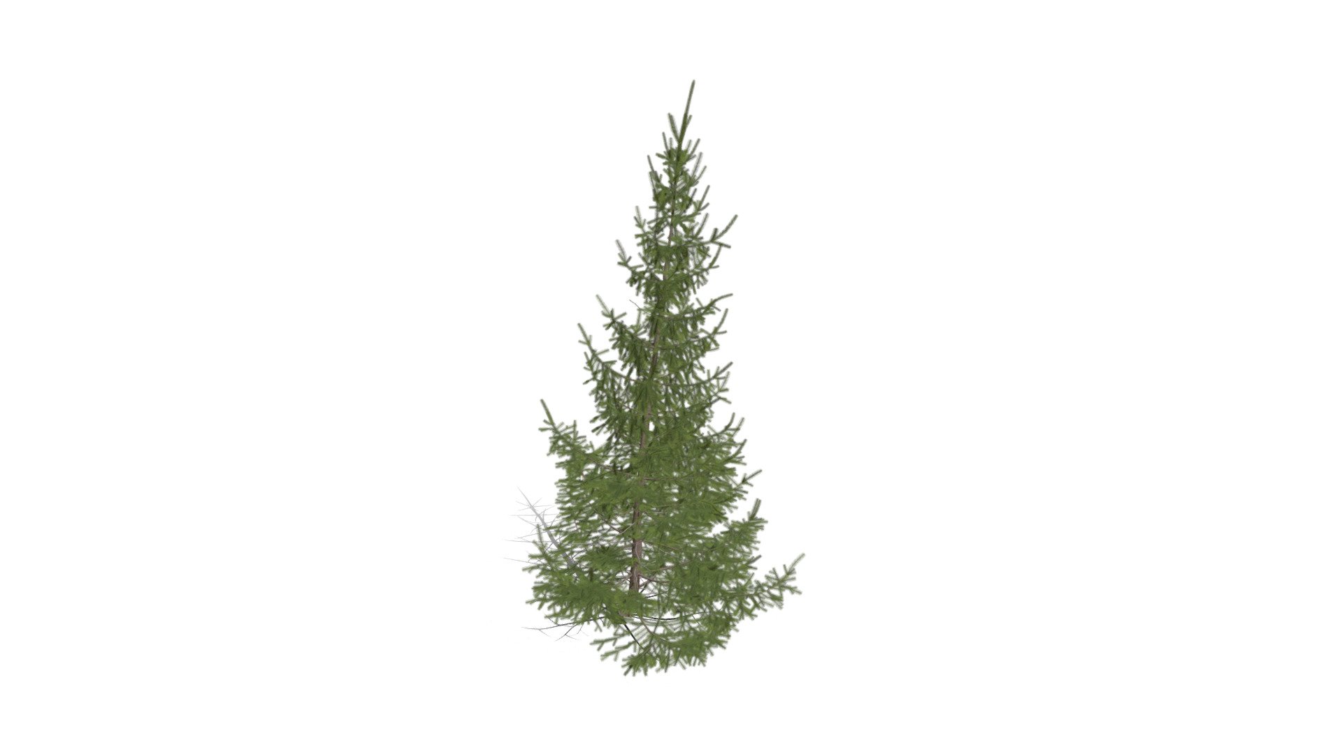 Realistic HD Norway spruce (27/43) - Download Free 3D model by ...