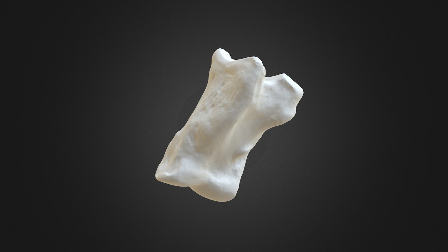 First Front Phalanx 2 Left SF - 3D model by William_R_Adams_Zooarch_Lab ...