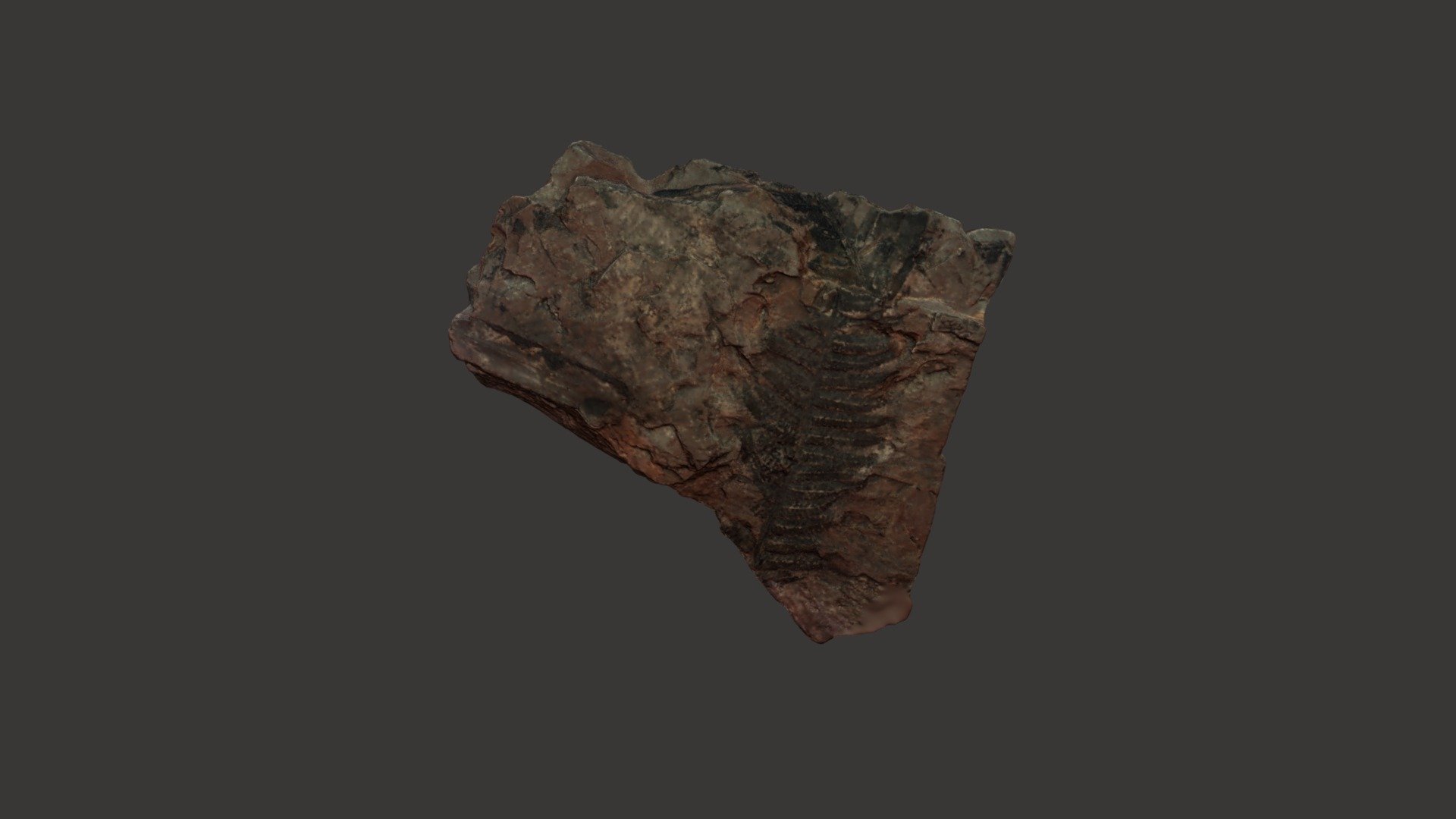 Todites denticulatus - Download Free 3D model by Scarborough Museums ...