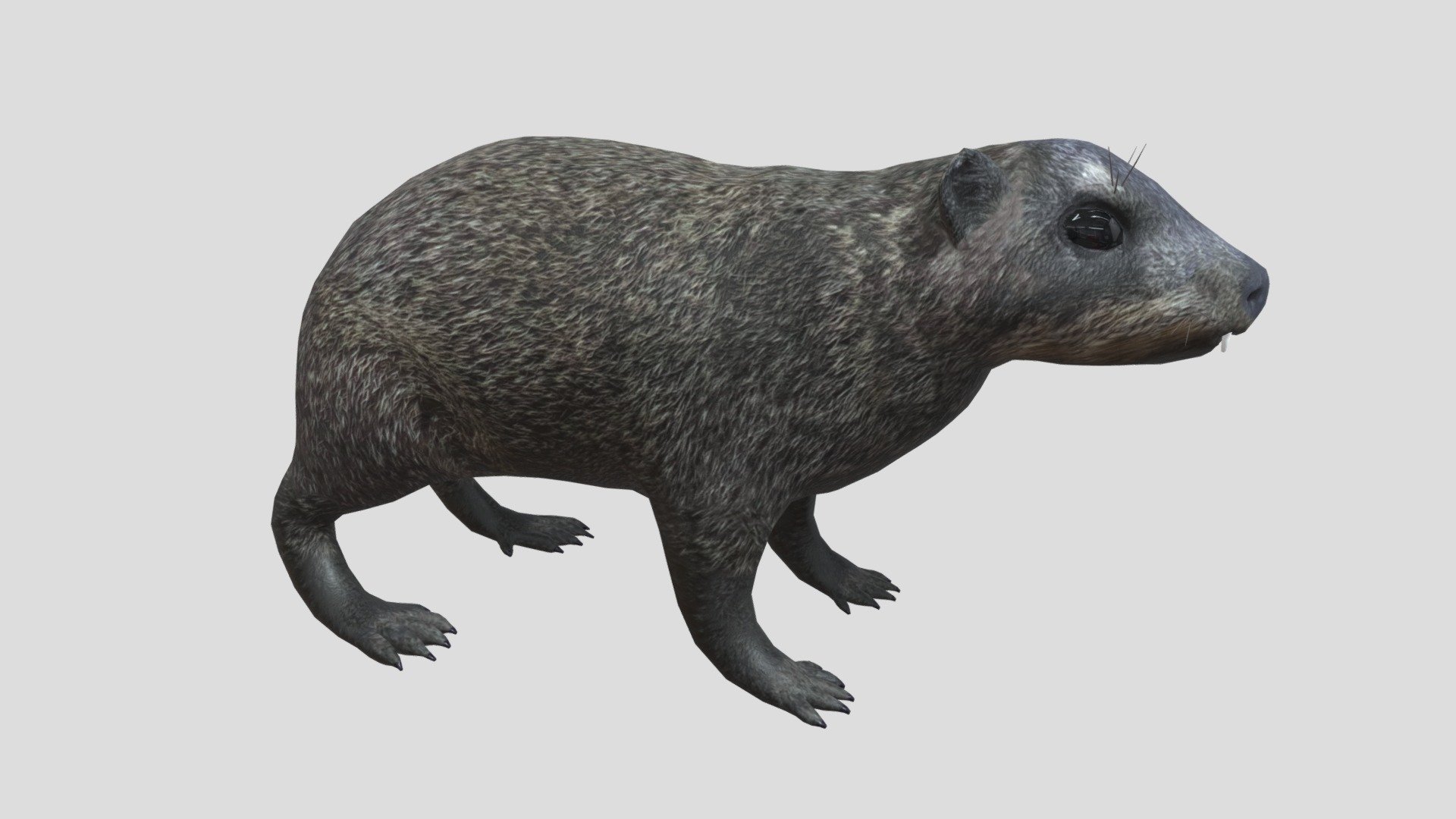 Rock Hyrax - Buy Royalty Free 3D model by rmilushev [b3ed63f ...